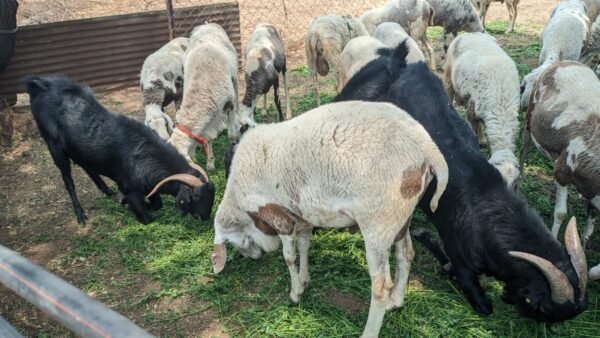 product-Livestock – Punyashlok